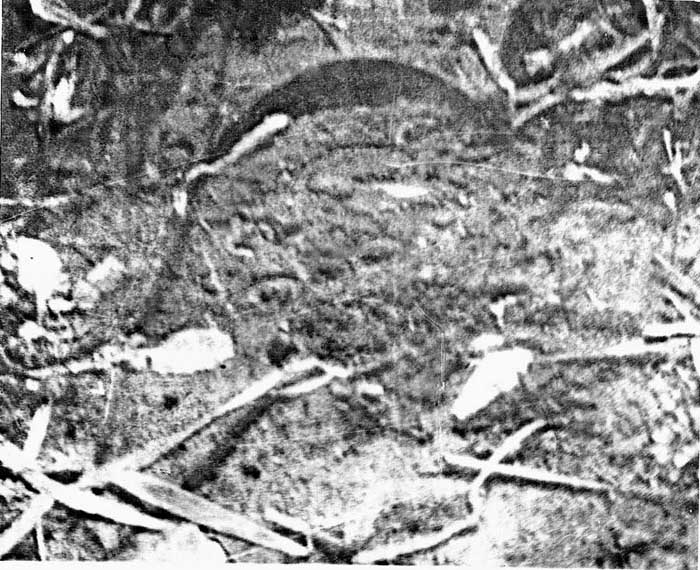 Heaven Is HERE! Elizabeth Short, the Black Dahlia. George Hodel and the ...